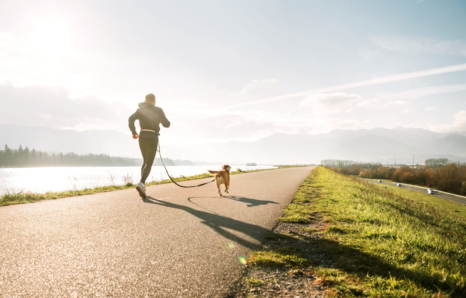 One on One Dog Training - Evolve Dog Training